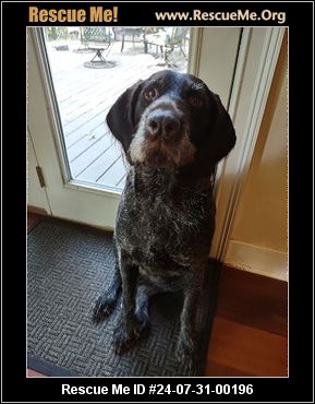 - Georgia German Wirehaired Pointer Rescue - ADOPTIONS - Rescue Me!