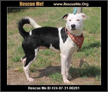 - Virginia Dog Rescue - ADOPTIONS - Rescue Me!