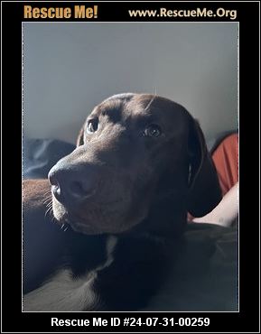 - Pennsylvania Lab Rescue - ADOPTIONS - Rescue Me!