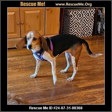 - North Carolina Dog Rescue - ADOPTIONS - Rescue Me!