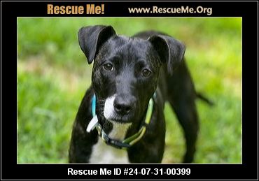 - Massachusetts Mutt Rescue - ADOPTIONS - Rescue Me!