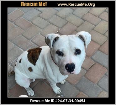- California American Bulldog Rescue - ADOPTIONS - Rescue Me!