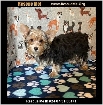 - Kansas Yorkie Rescue - ADOPTIONS - Rescue Me!