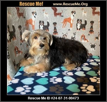 - Kansas Yorkie Rescue - ADOPTIONS - Rescue Me!