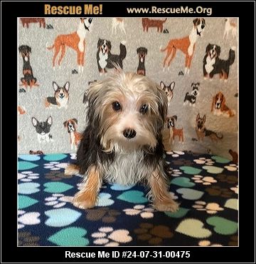 - Kansas Yorkie Rescue - ADOPTIONS - Rescue Me!