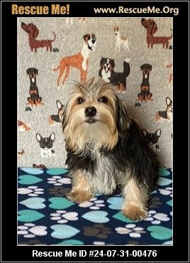- Kansas Yorkie Rescue - ADOPTIONS - Rescue Me!