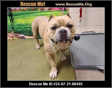 - California Bulldog Rescue - ADOPTIONS - Rescue Me!