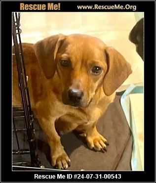 - New Jersey Dog Rescue - ADOPTIONS - Rescue Me!