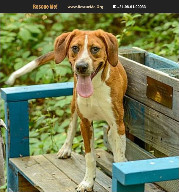 ADOPT 24080100033 ~ Foxhound Rescue ~ Brick, NJ