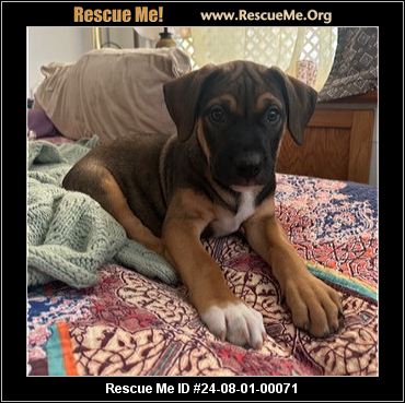 - North Carolina Rhodesian Ridgeback Rescue - ADOPTIONS - Rescue Me!