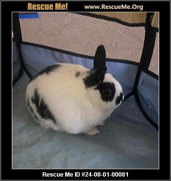 - West Virginia Rabbit Rescue - ADOPTIONS - Rescue Me!