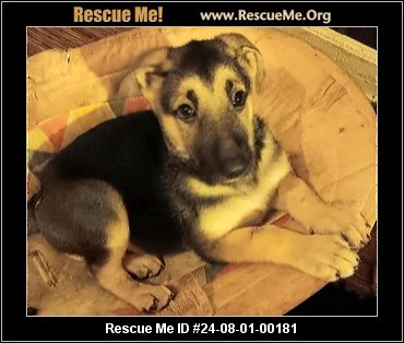 - North Carolina Dog Rescue - ADOPTIONS - Rescue Me!