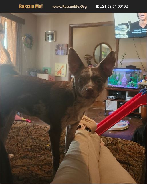ADOPT 24080100192 ~ Chihuahua Rescue ~ Wichita, KS