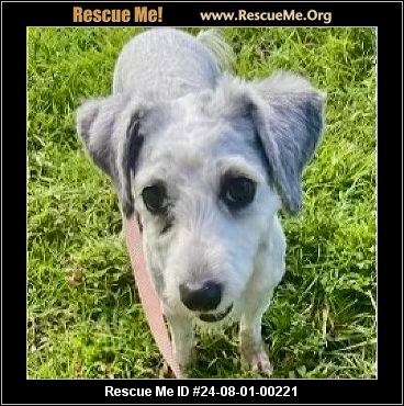 - Florida Schnauzer Rescue - ADOPTIONS - Rescue Me!