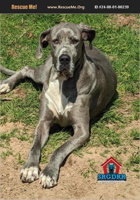 ADOPT 24080100239 ~ Great Dane Rescue ~ Texas