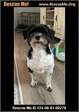 - Florida Havanese Rescue - ADOPTIONS - Rescue Me!