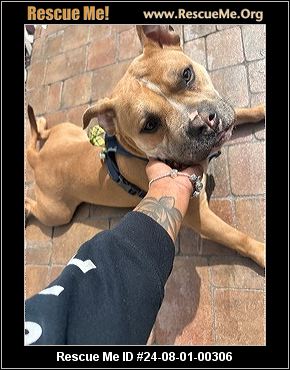 - Pennsylvania Dog Rescue - ADOPTIONS - Rescue Me!