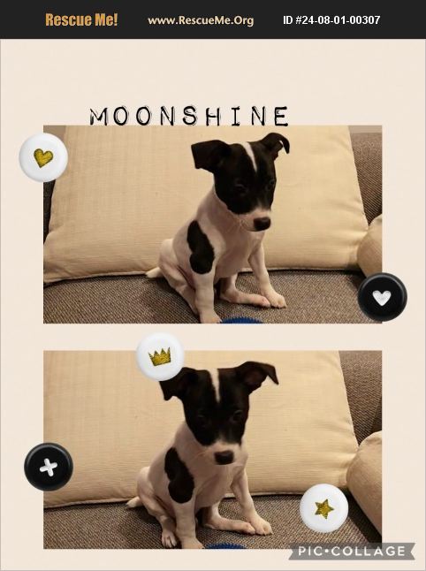 ADOPT 24080100307 ~ Rat Terrier Rescue ~ Boca Raton, FL