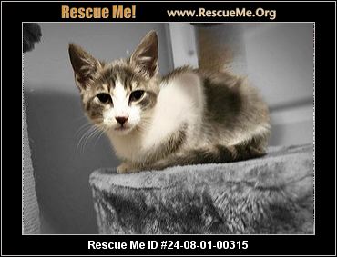 - Wisconsin Cat Rescue - ADOPTIONS - Rescue Me!