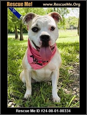 - Florida Bulldog Rescue - ADOPTIONS - Rescue Me!