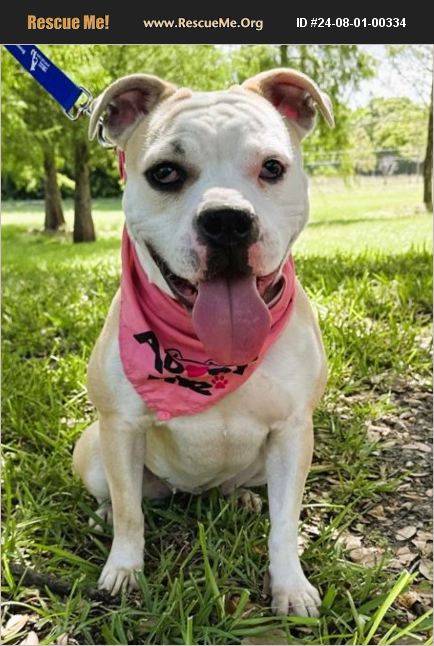 ADOPT 24080100334 ~ Boxer Rescue ~ fort lauderdale, FL