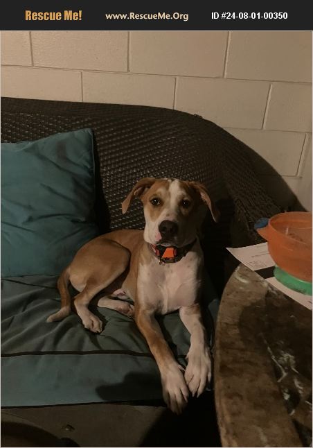 ADOPT 24080100350 ~ Pit Bull Rescue ~ Holly Springs, NC