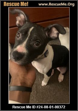 - Alabama Dog Rescue - ADOPTIONS - Rescue Me!