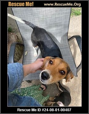 - Virginia Dog Rescue - ADOPTIONS - Rescue Me!