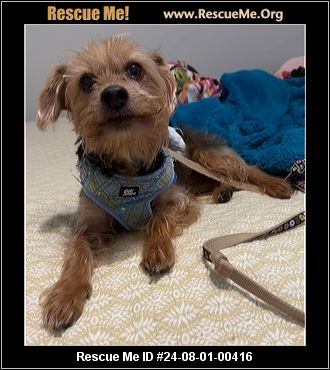 - Texas Yorkie Rescue - ADOPTIONS - Rescue Me!