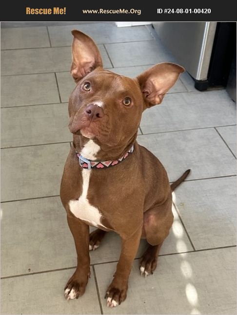 ADOPT 24080100420 ~ Pit Bull Rescue ~ Denver, CO