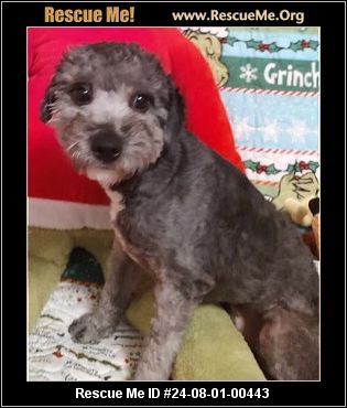 - Texas Schnauzer Rescue - ADOPTIONS - Rescue Me!