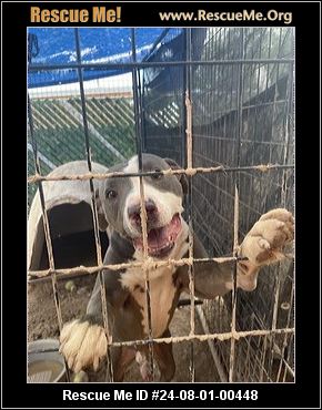 - Arizona Pit Bull Rescue - ADOPTIONS - Rescue Me!