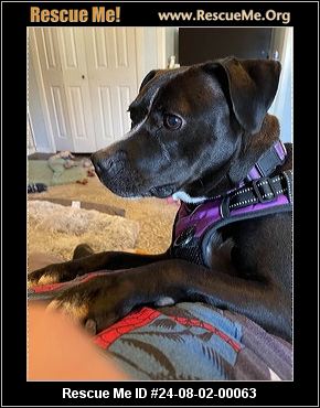 - North Carolina Dog Rescue - ADOPTIONS - Rescue Me!