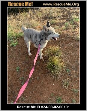 - New Mexico Dog Rescue - ADOPTIONS - Rescue Me!