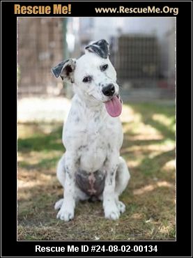 - Washington Dog Rescue - ADOPTIONS - Rescue Me!