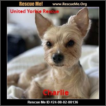 - Texas Yorkie Rescue - ADOPTIONS - Rescue Me!