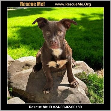- Rhode Island Dog Rescue - ADOPTIONS - Rescue Me!