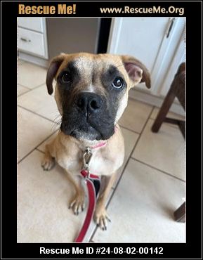 - Rhode Island Dog Rescue - ADOPTIONS - Rescue Me!