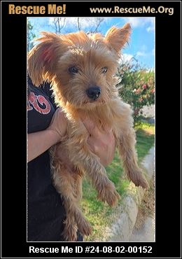 - Texas Yorkie Rescue - ADOPTIONS - Rescue Me!