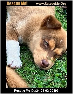 - Ohio Dog Rescue - ADOPTIONS - Rescue Me!