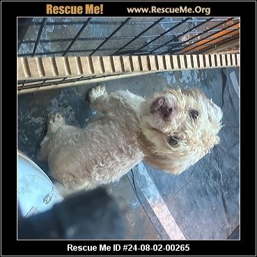 - Pennsylvania Poodle Rescue - ADOPTIONS - Rescue Me!