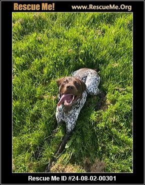 - Washington German Shorthaired Pointer Rescue - ADOPTIONS - Rescue Me!
