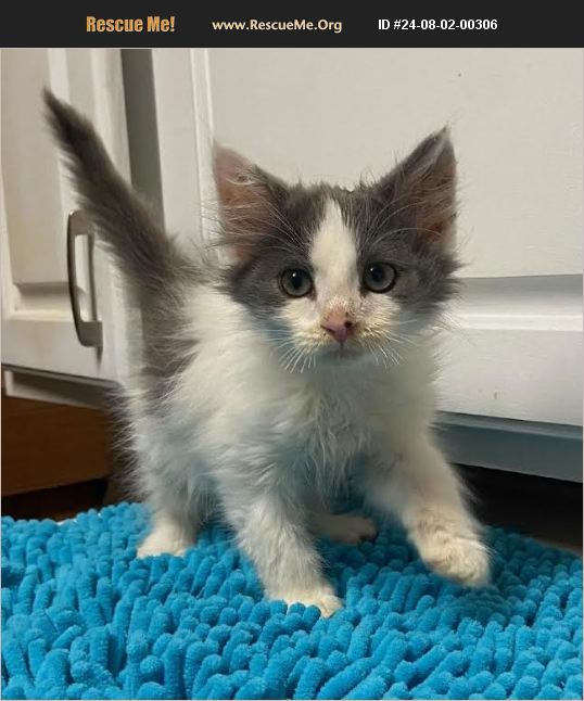 ADOPT 24080200306 ~ Domestic Cat Rescue ~ Somerset, KY