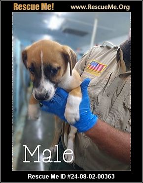 - North Carolina Dog Rescue - ADOPTIONS - Rescue Me!