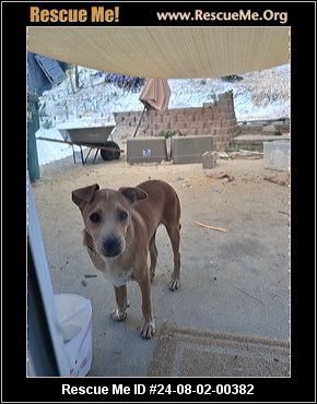 - California Corgi Rescue - ADOPTIONS - Rescue Me!