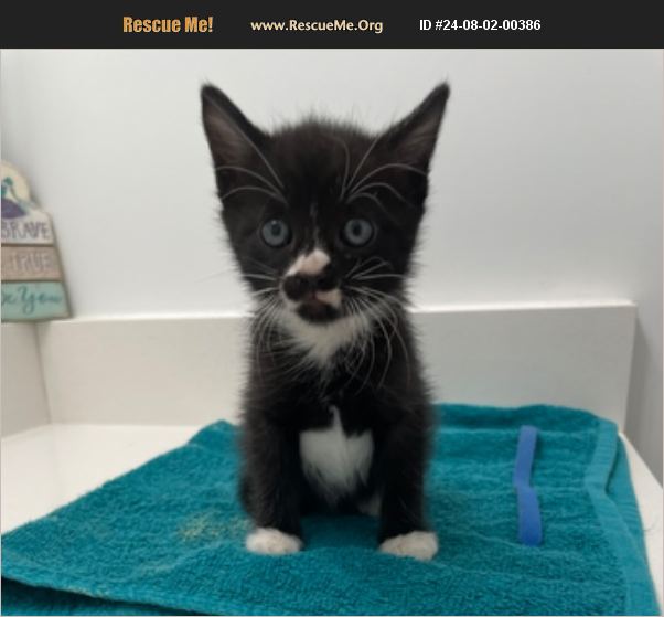 ADOPT 24080200386 ~ Domestic Cat Rescue ~ Staley, NC