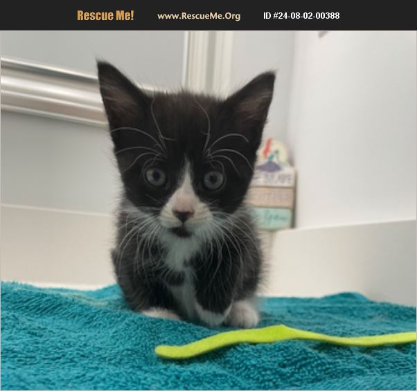 ADOPT 24080200388 ~ Domestic Cat Rescue ~ Staley, NC