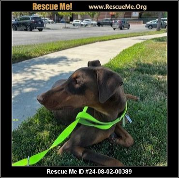 - California Doberman Pinscher Rescue - ADOPTIONS - Rescue Me!