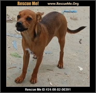 - California Corgi Rescue - ADOPTIONS - Rescue Me!