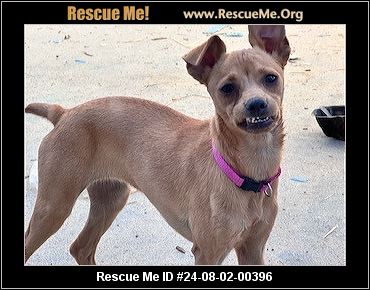 - California Corgi Rescue - ADOPTIONS - Rescue Me!